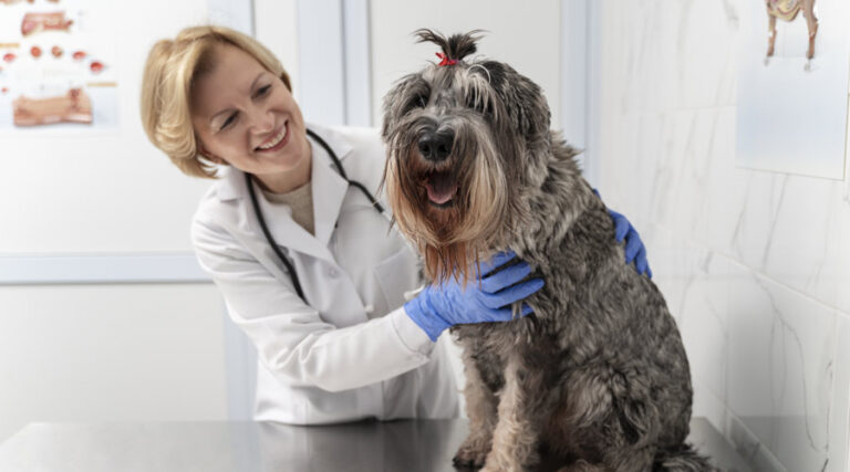 Pet Travel to New Zealand | Quarantine & Preparation Guide